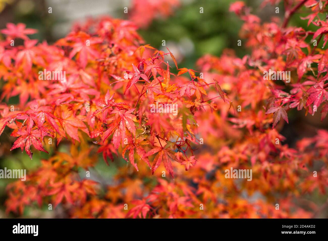 Japanese maple plant hi-res stock photography and images - Alamy