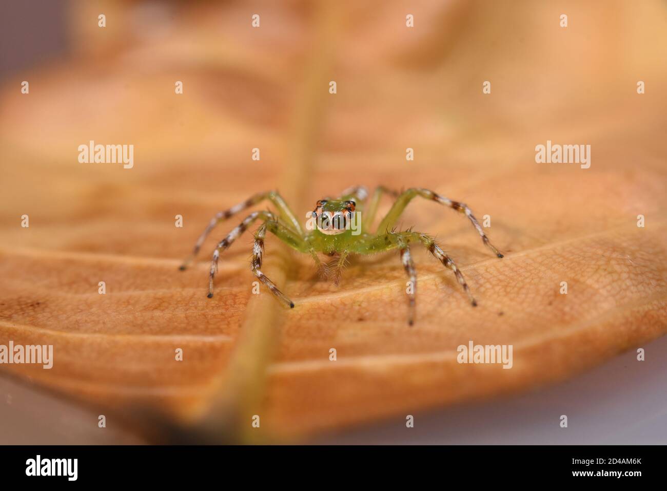 Red Spider, Close view, eyes of spider Stock Photo - Alamy