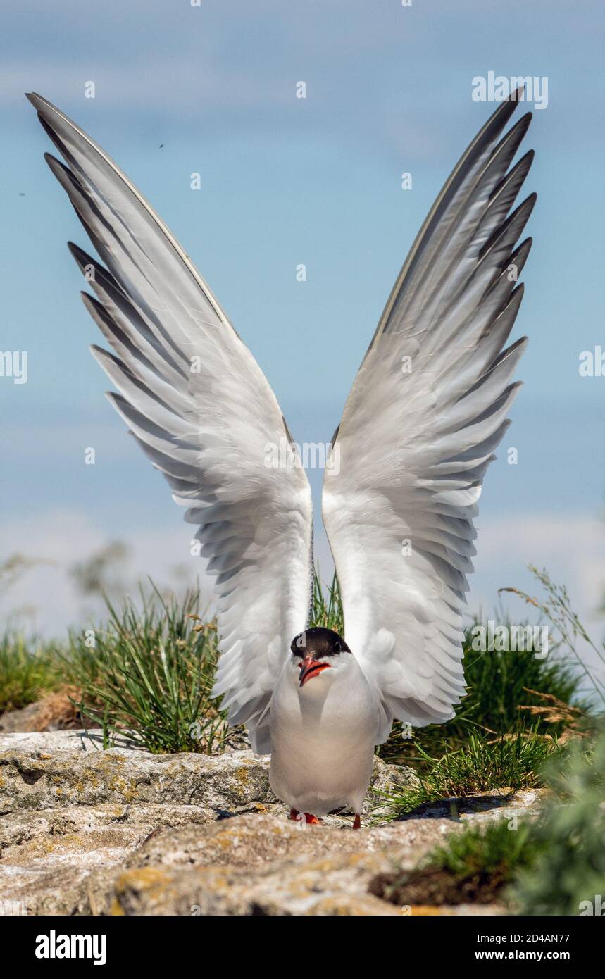 Tern with spread wings on a stone. Adult common tern on the blue sky ...