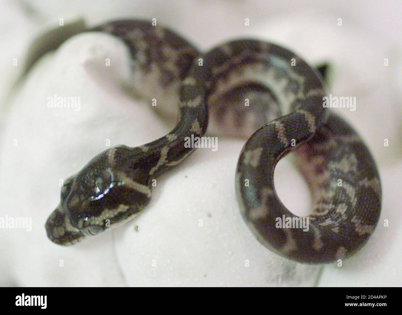 Rough scaled snake hi-res stock photography and images - Alamy