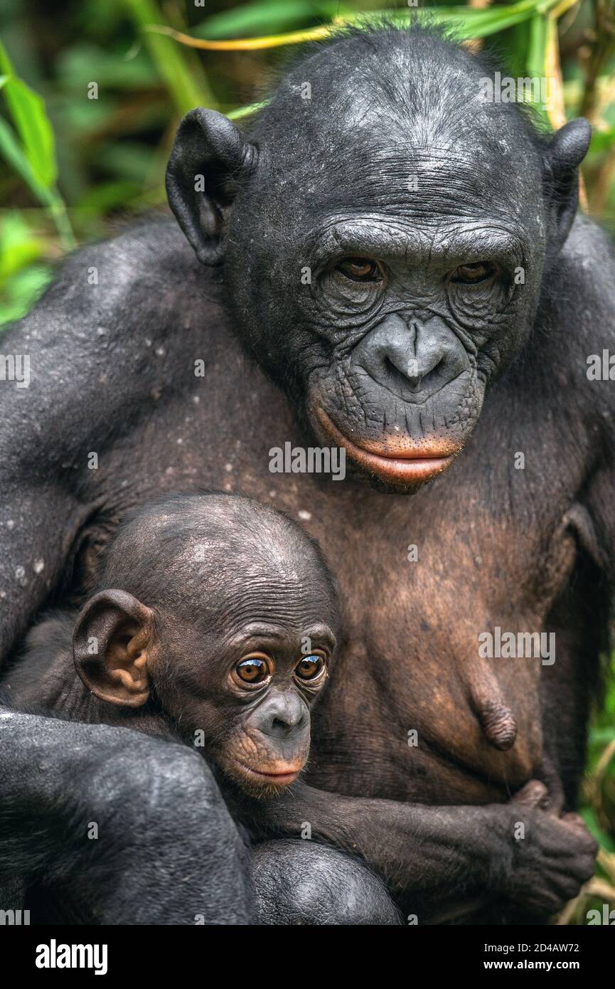 Bonobo with baby. Scientific name: Pan paniscus, called the pygmy ...