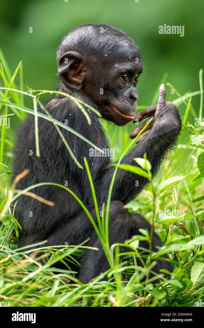 Portrait of Bonobo Cub. Green natural background. The Bonobo ...