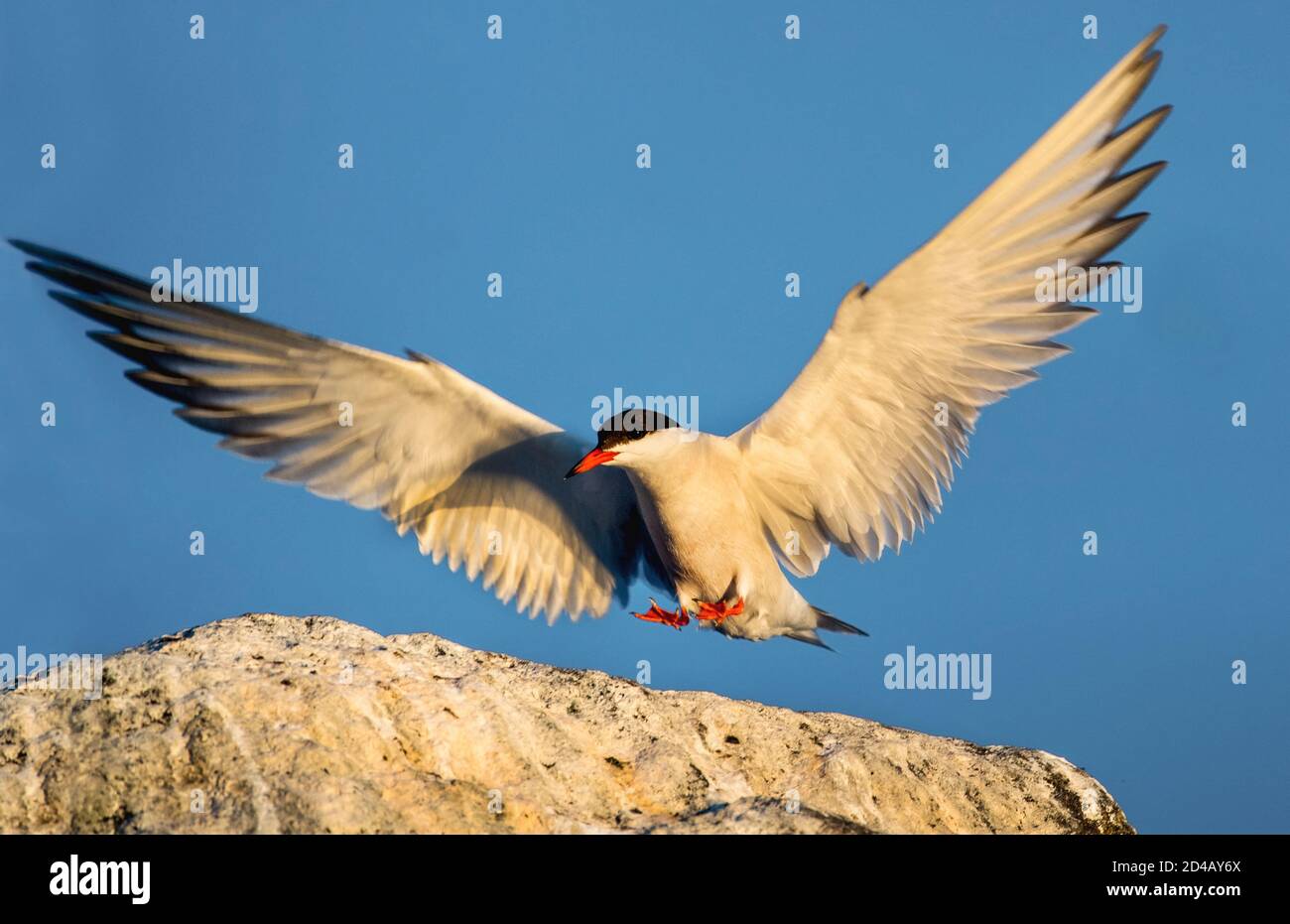 Tern with spread wings landing on a stone. Adult common tern in sunset ...