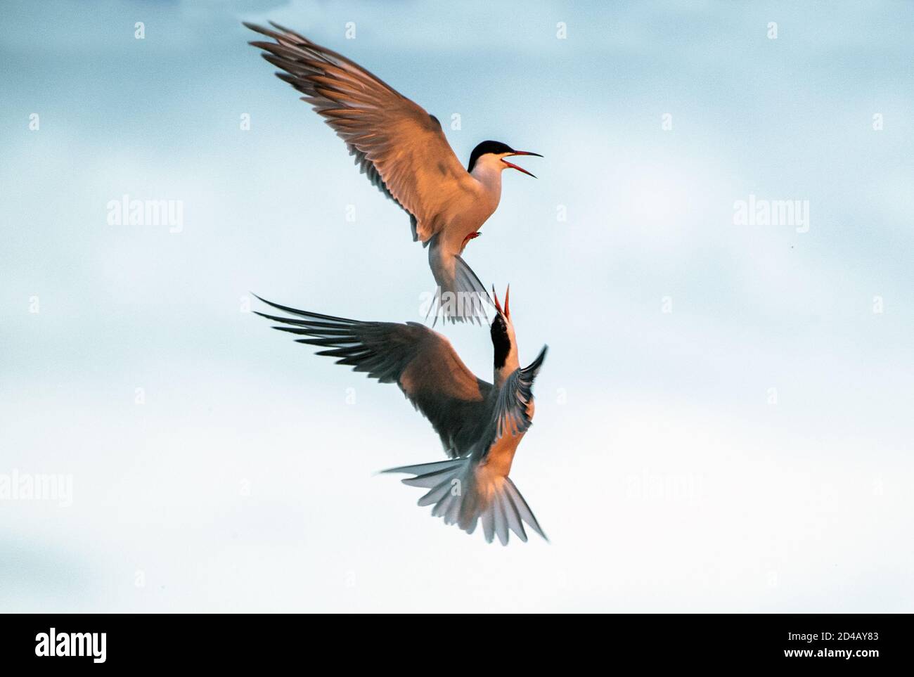 Showdown in the sky. Common Terns interacting in flight. Adult common ...