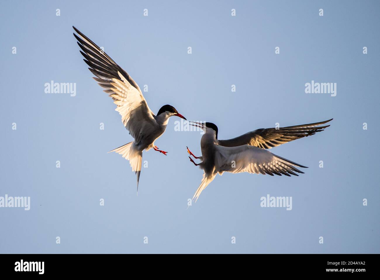 Showdown in the sky. Common Terns interacting in flight. Adult common ...