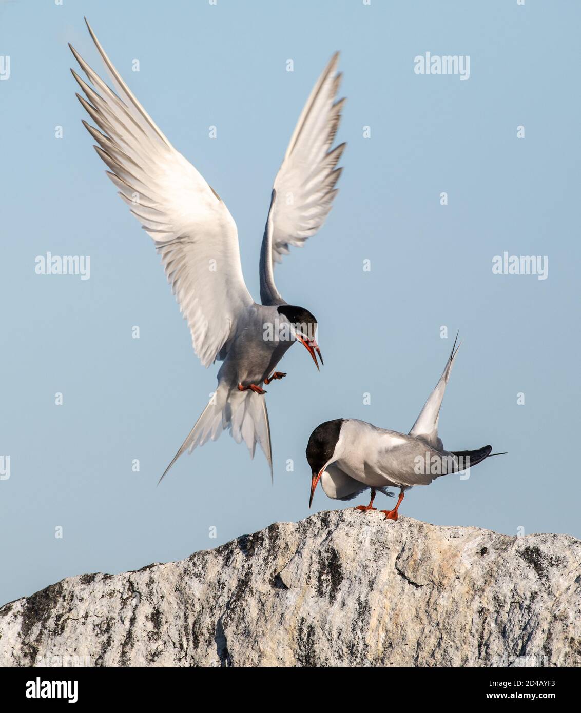 Ritual courtship of terns during the mating season. Common Terns ...