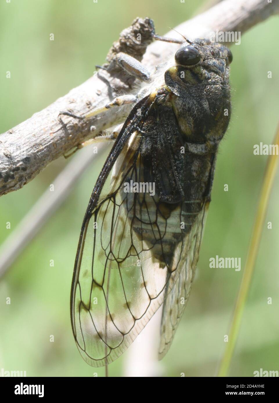 Cicada hi-res stock photography and images - Alamy