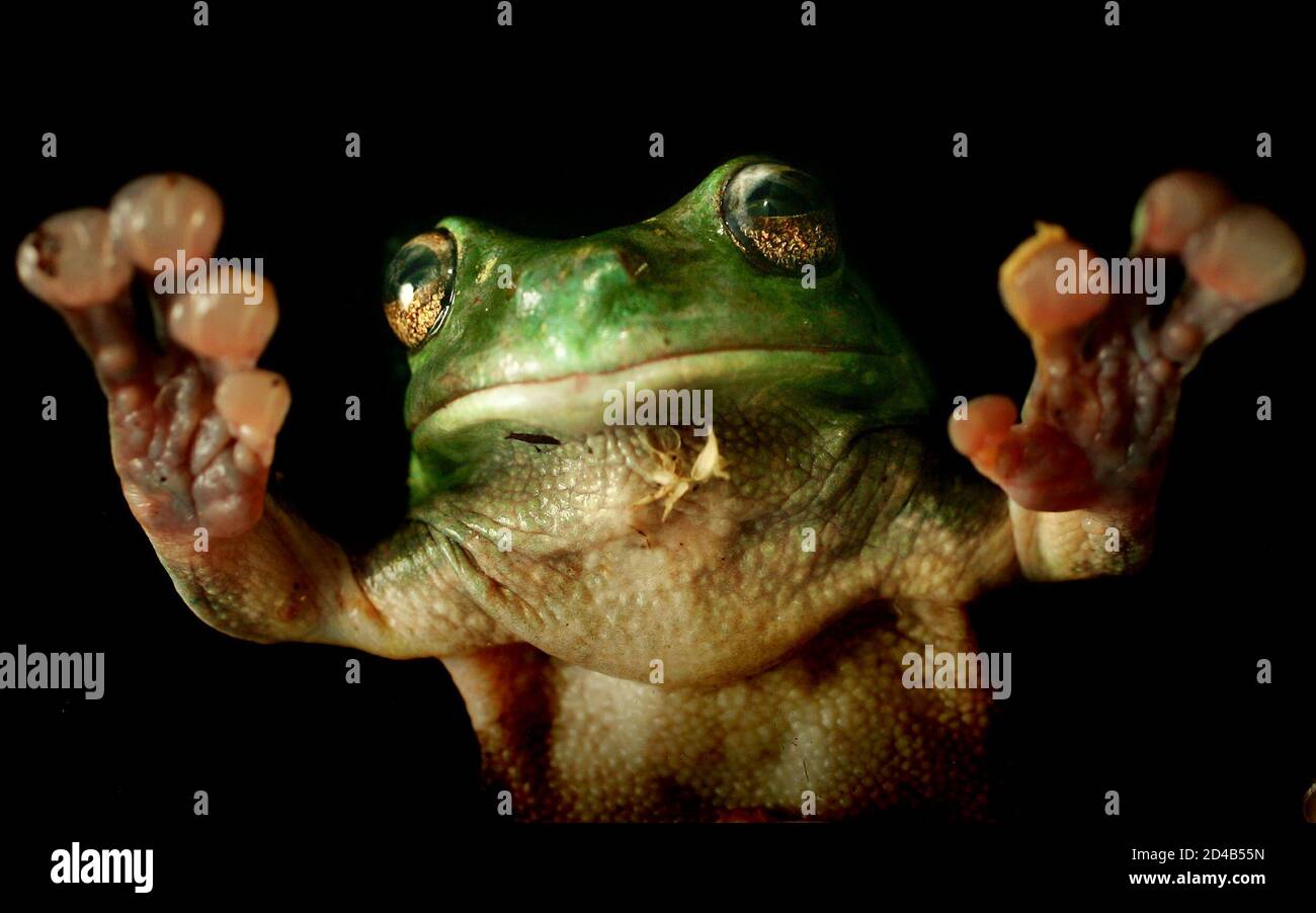 Frog populations hi-res stock photography and images - Alamy