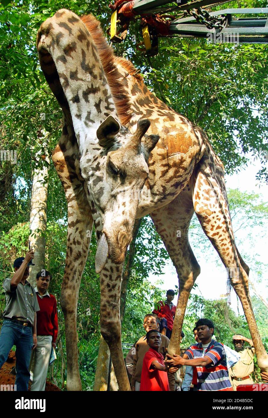 Giraffe crane hi-res stock photography and images - Alamy