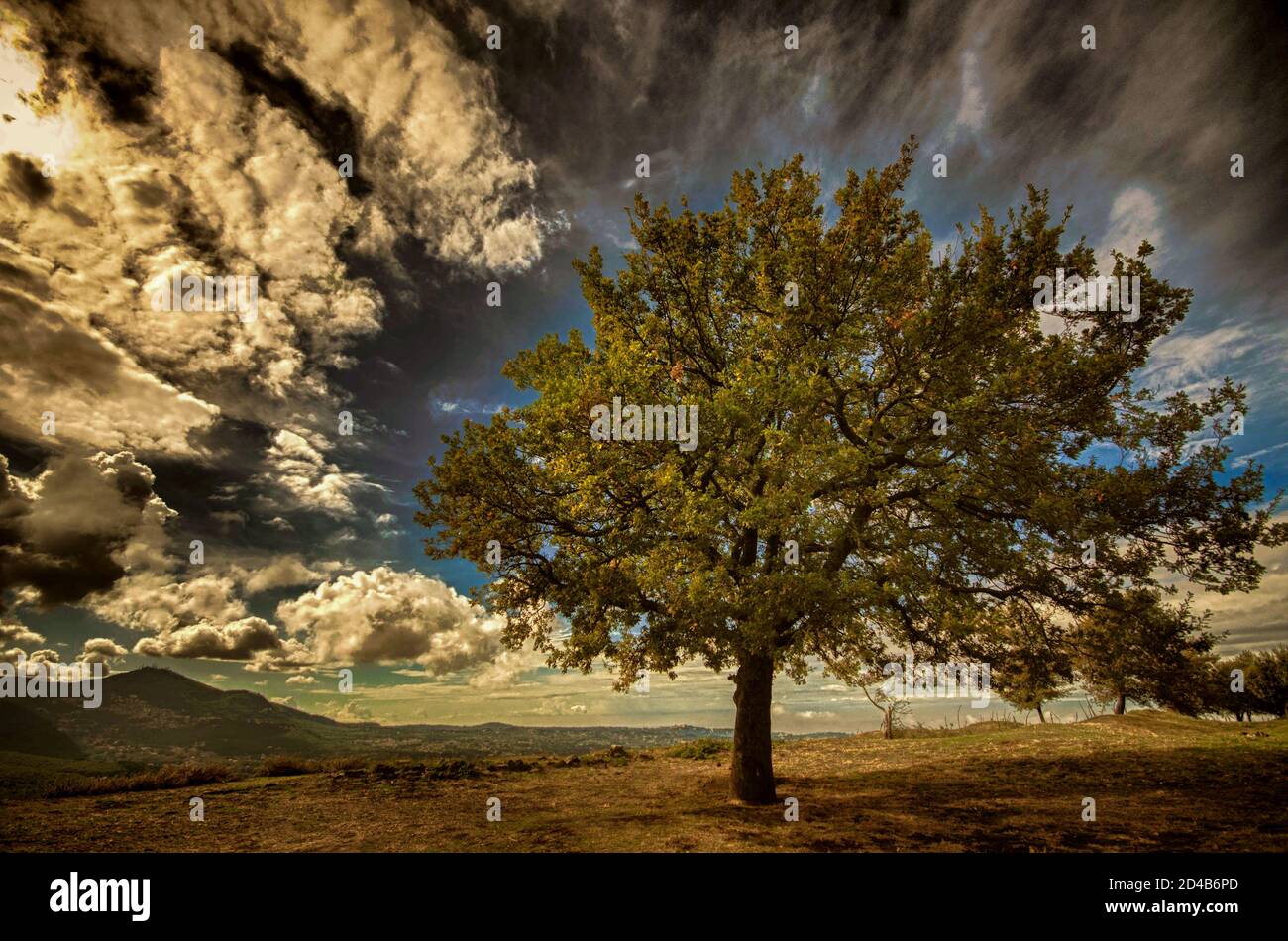 Big tree with dramatic sky and white clouds Stock Photo - Alamy