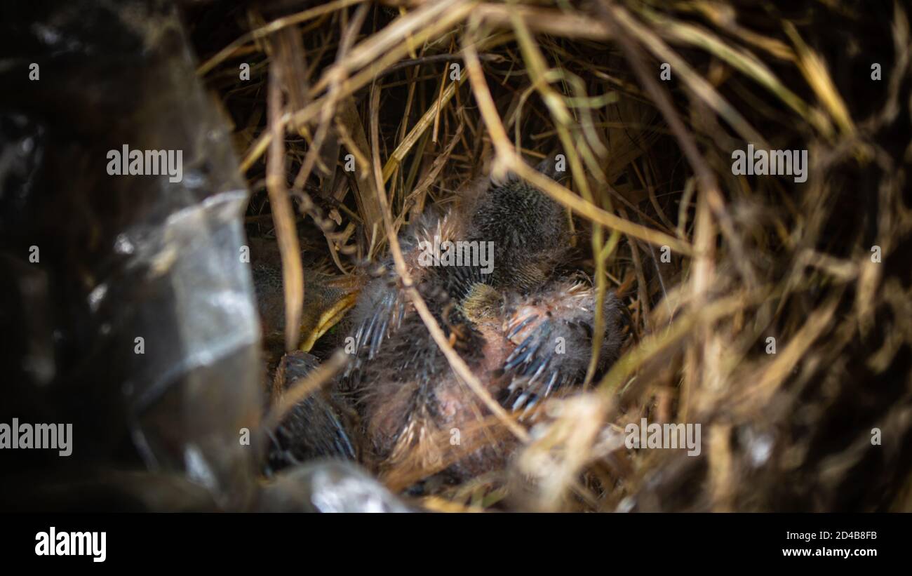 A Bird Nest Is A Spot In Which A Bird Lays And Incubates Its Eggs And