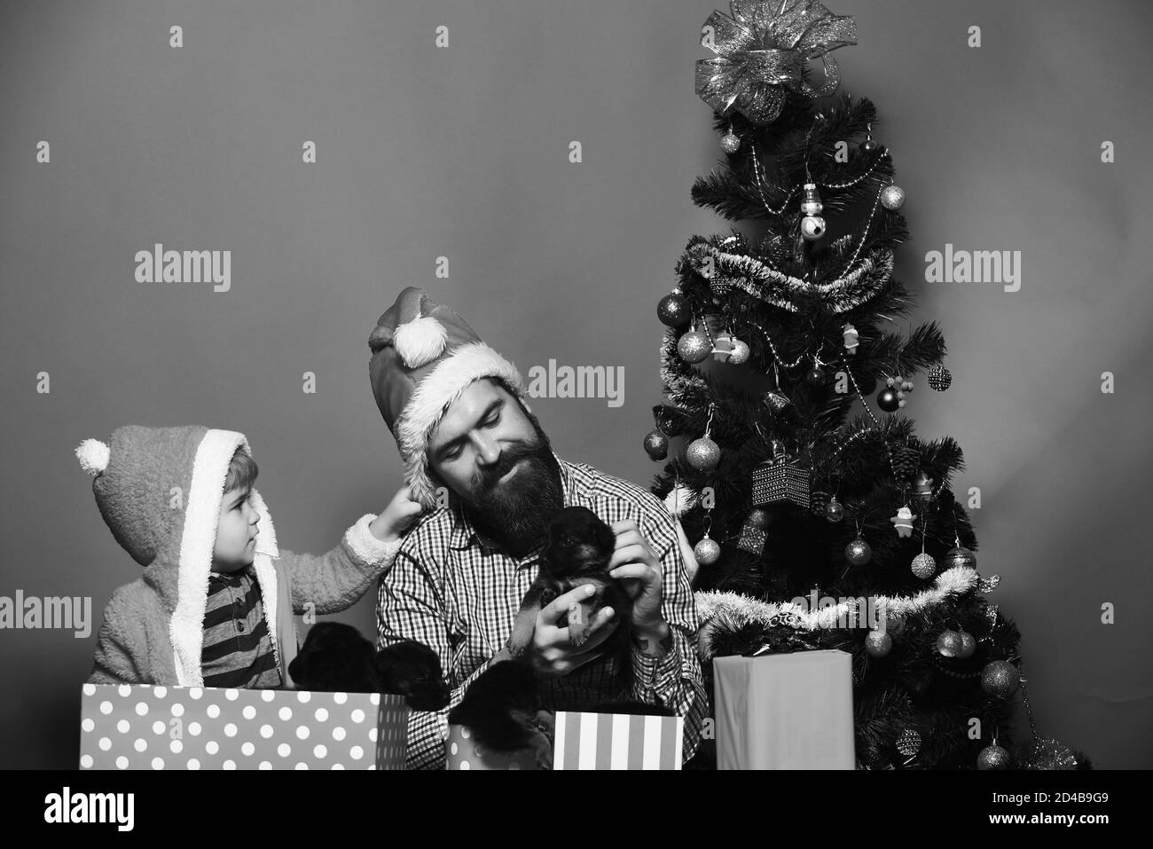 Man and boy in Santa hat and hood play with puppies. New year gift ...