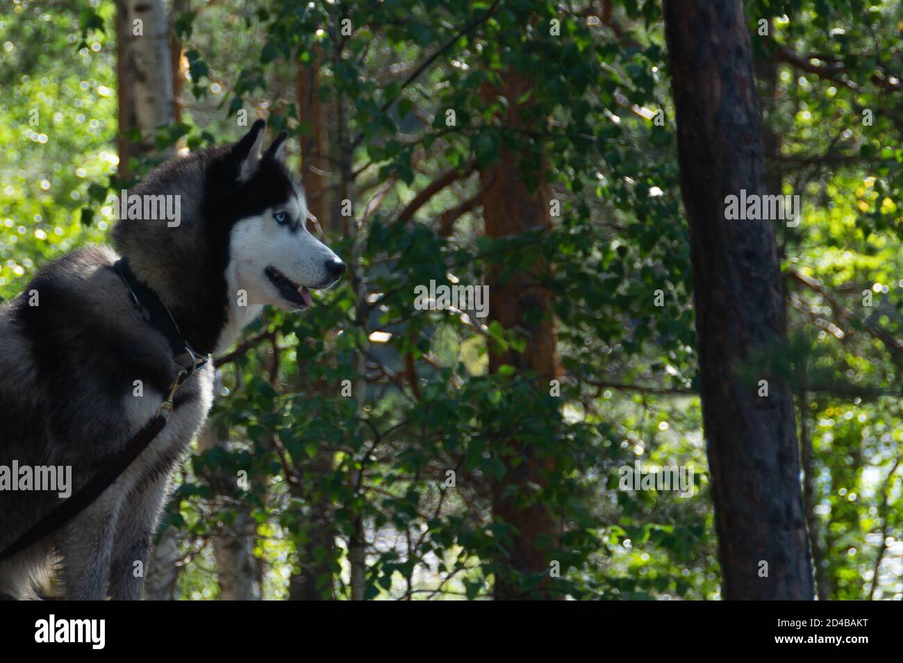 Husky on a walk. cute dogs in the park. domestic pets Stock Photo - Alamy