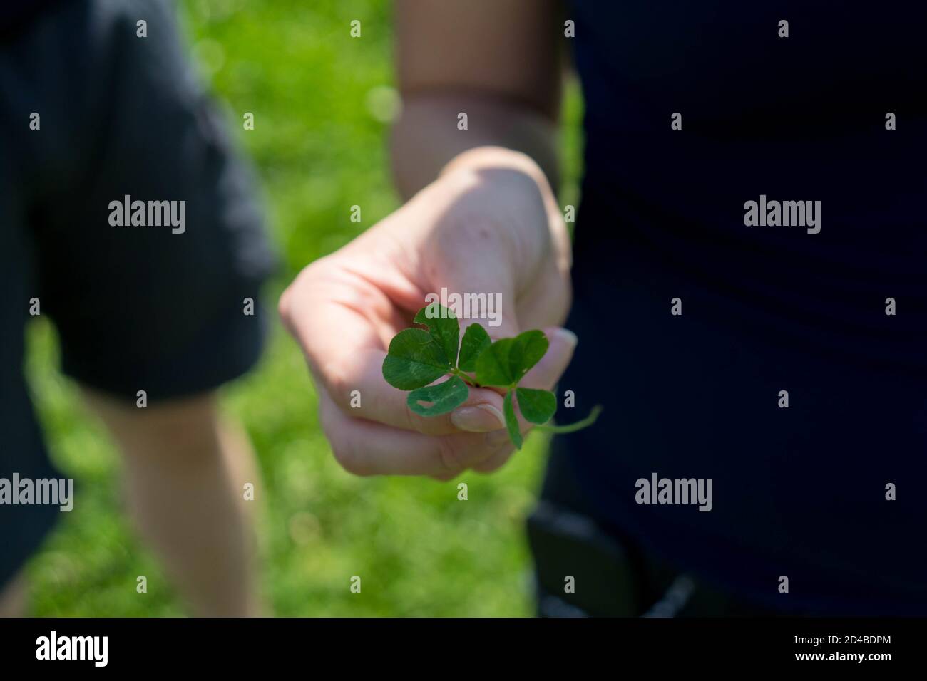 Black four leaf clover hi-res stock photography and images - Alamy