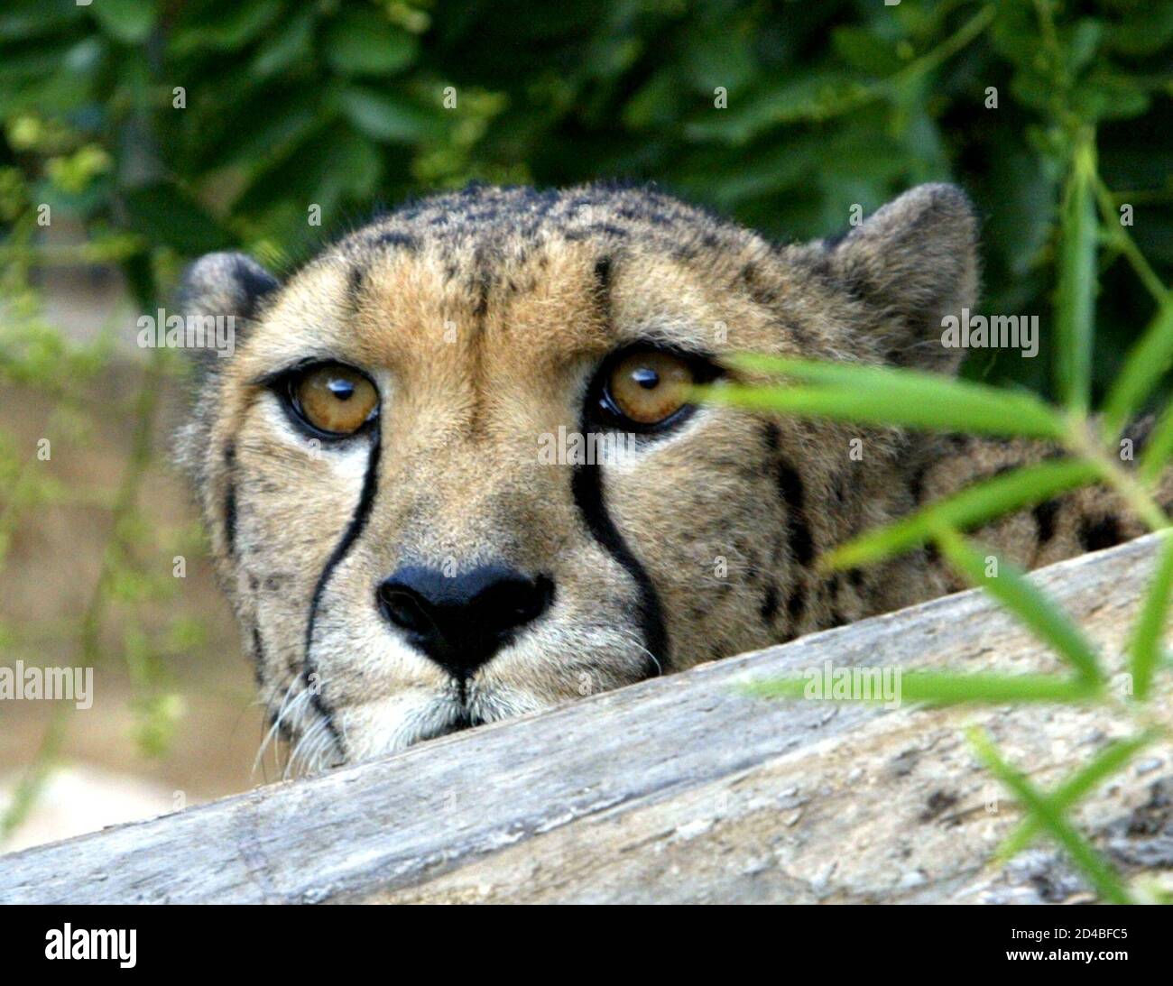 Cheetah from behind hi-res stock photography and images - Alamy