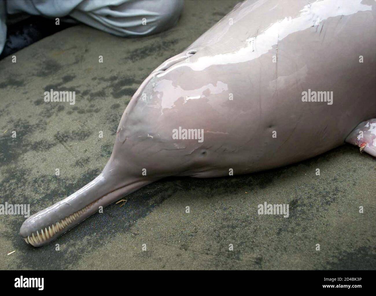 950 species hi-res stock photography and images - Alamy