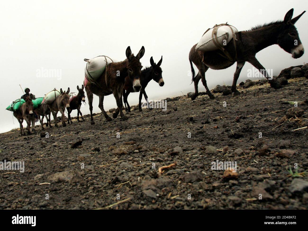 Donkeys loaded with goods hi-res stock photography and images - Alamy