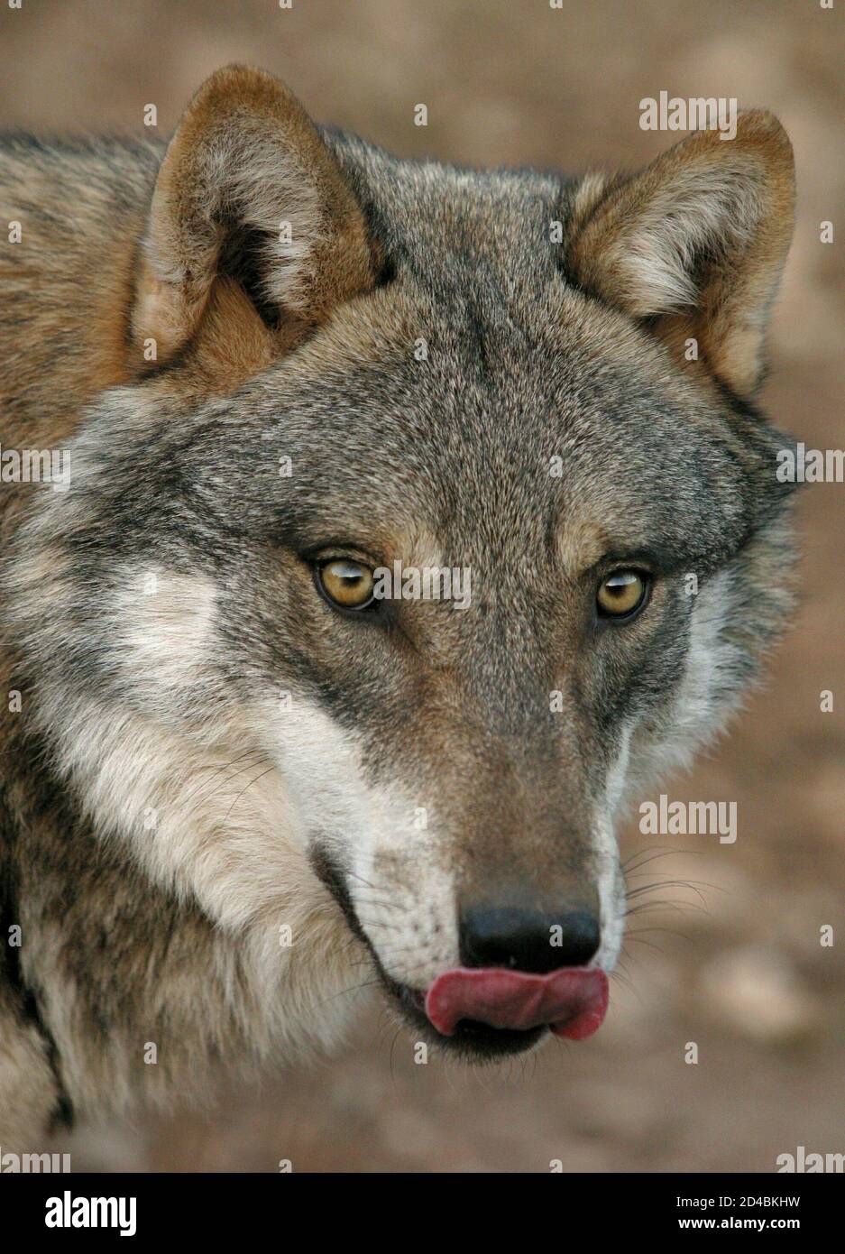 German wolf packs hi-res stock photography and images - Alamy