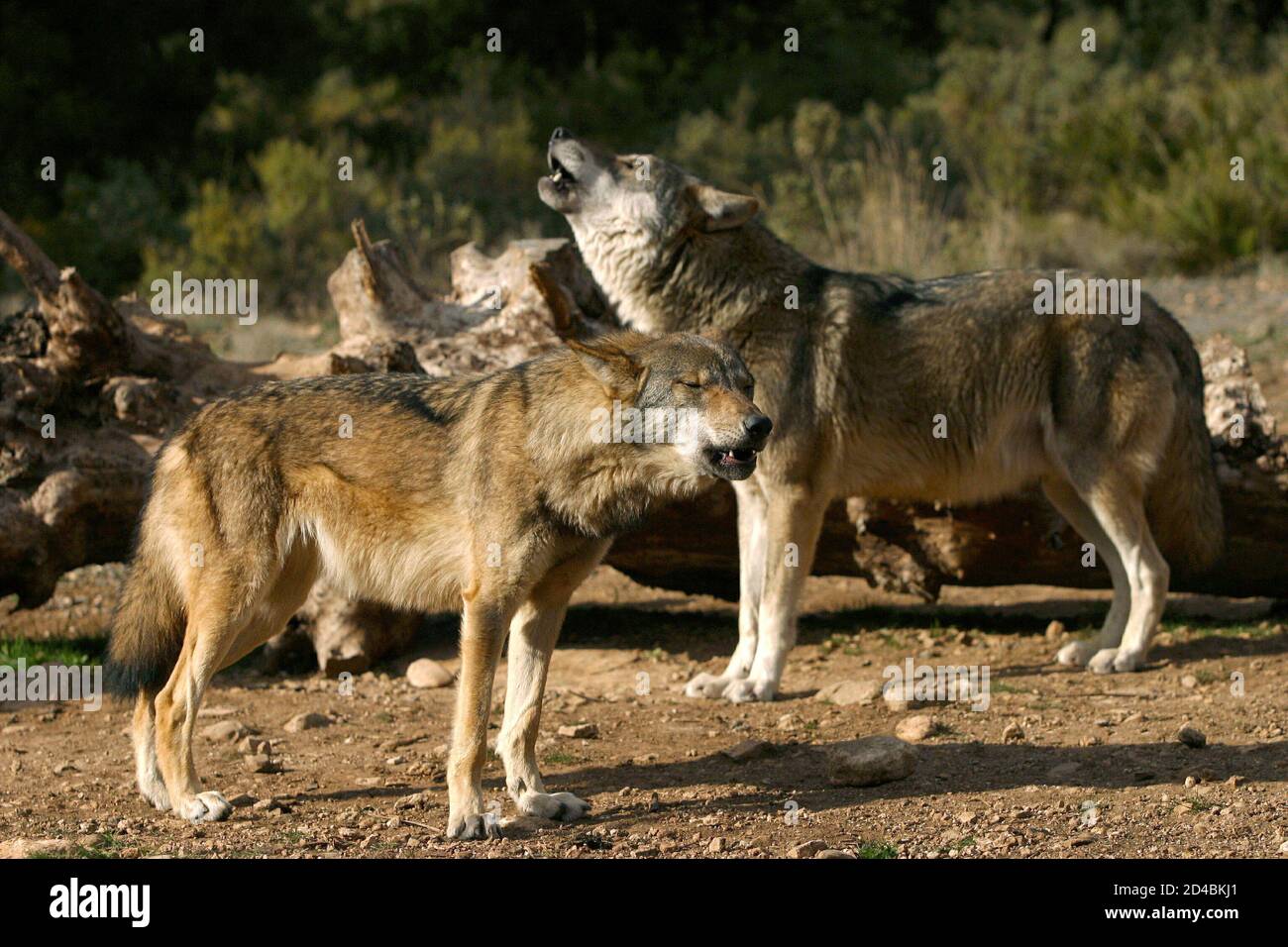 Daniel weigend two iberian wolves hi-res stock photography and images ...