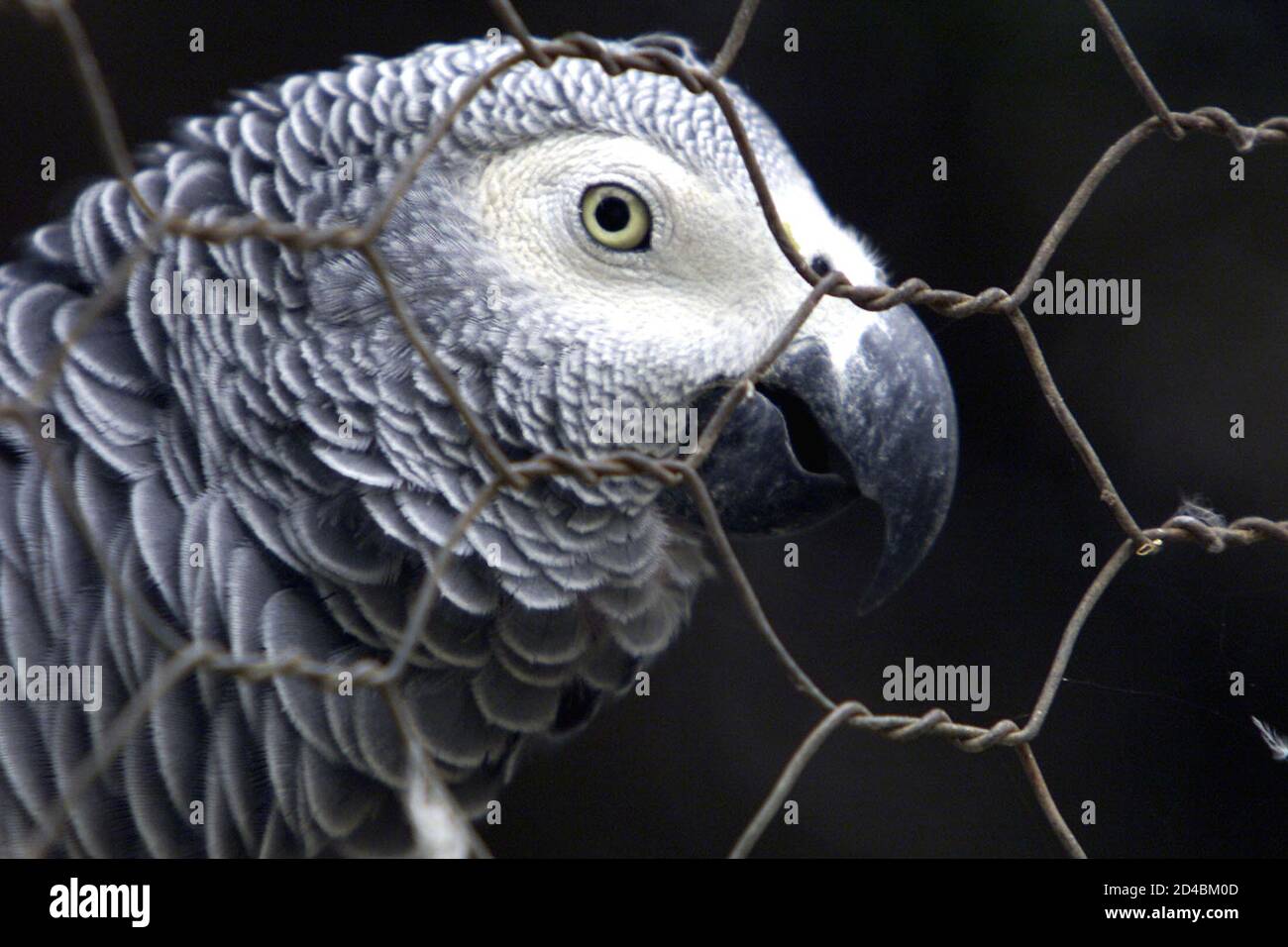 Parrots from africa hi-res stock photography and images - Alamy