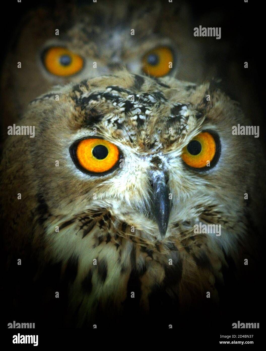 Various animals look hi-res stock photography and images - Alamy