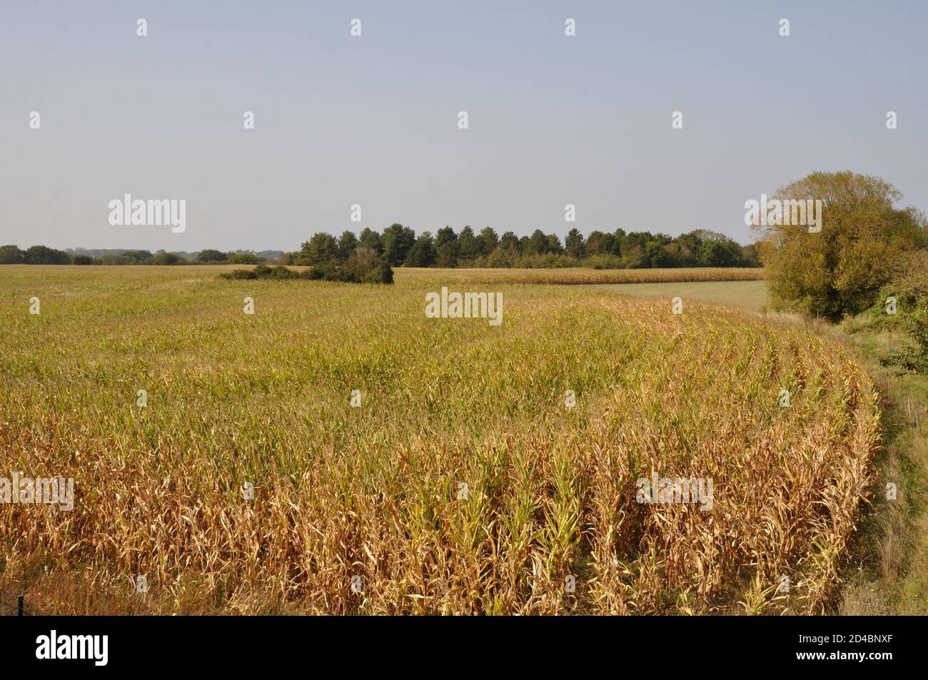A Corn field in Brittany Stock Photo - Alamy