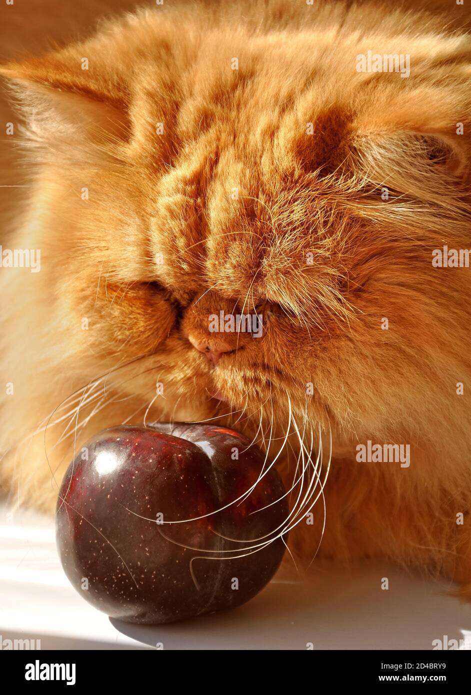 Persian plum hi-res stock photography and images - Alamy