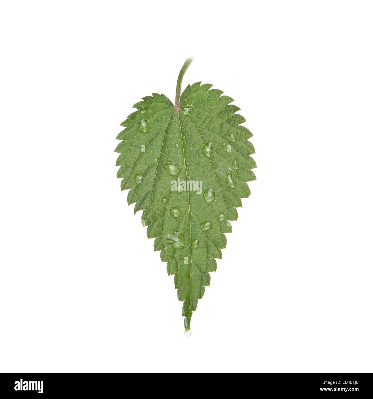 Green one leaf nettle, rose - isolated Stock Photo - Alamy