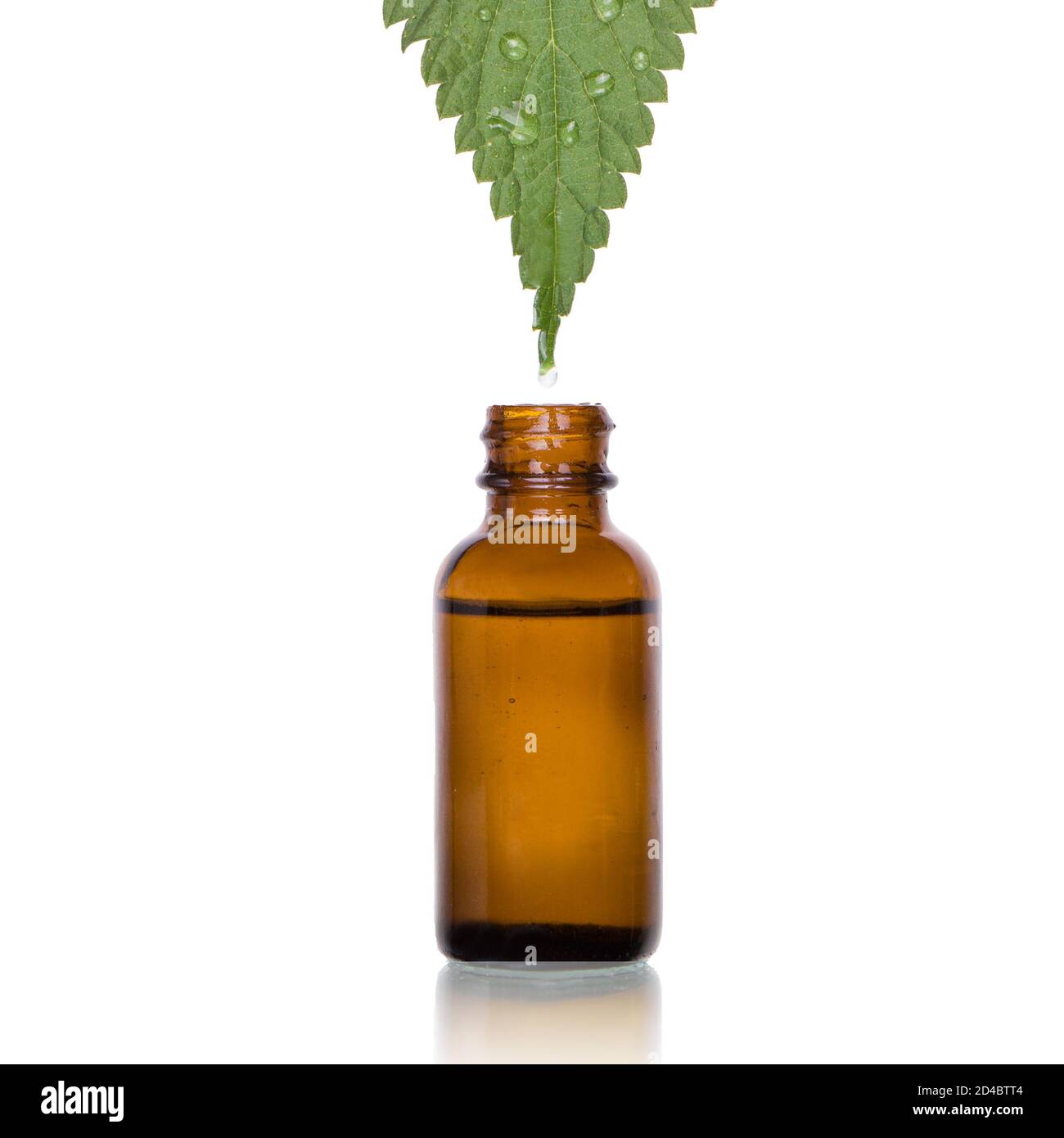 Nettle leaf extract, drop falling into a brown bottle Stock Photo - Alamy