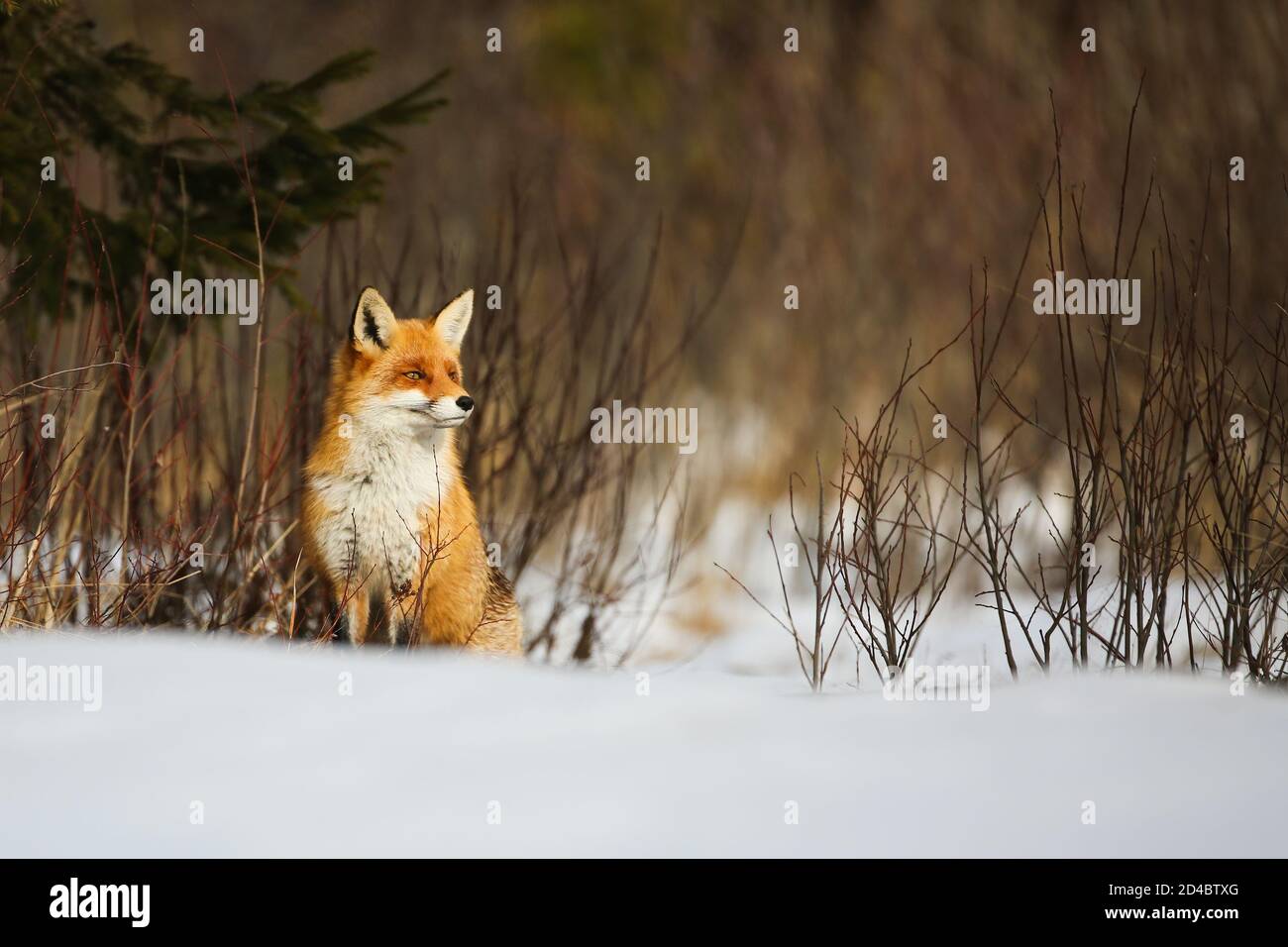 Sitting fox on white hi-res stock photography and images - Alamy