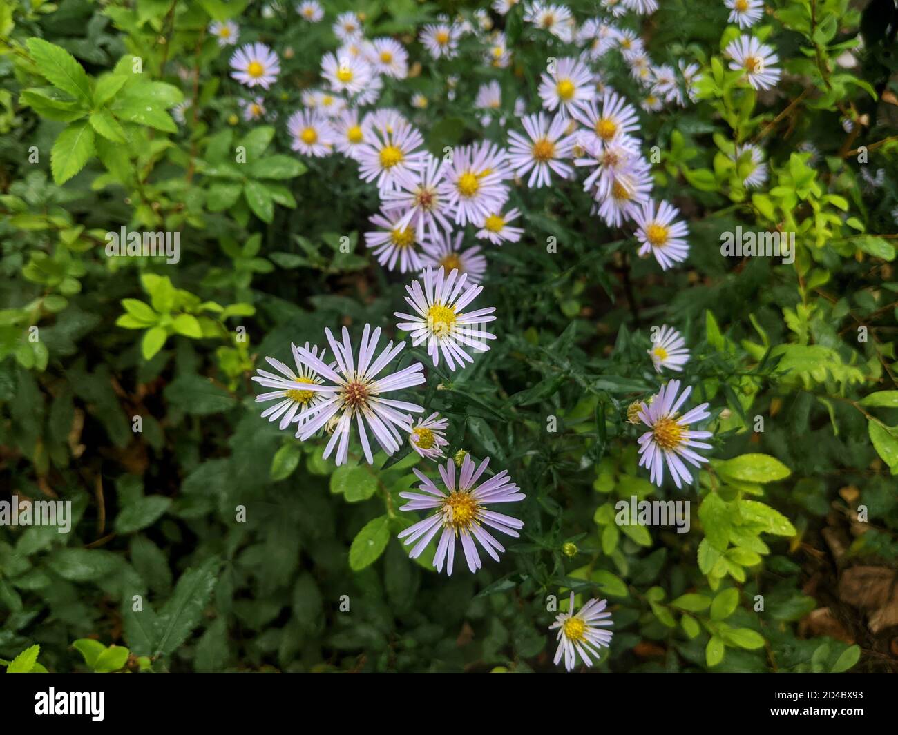 Daisy wheel hi-res stock photography and images - Alamy