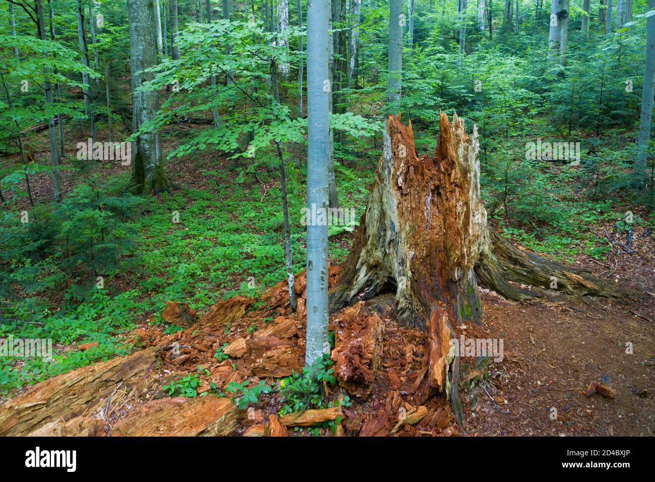 Old rotting tree trunk inside a primeval beech forest in Stuzica ...