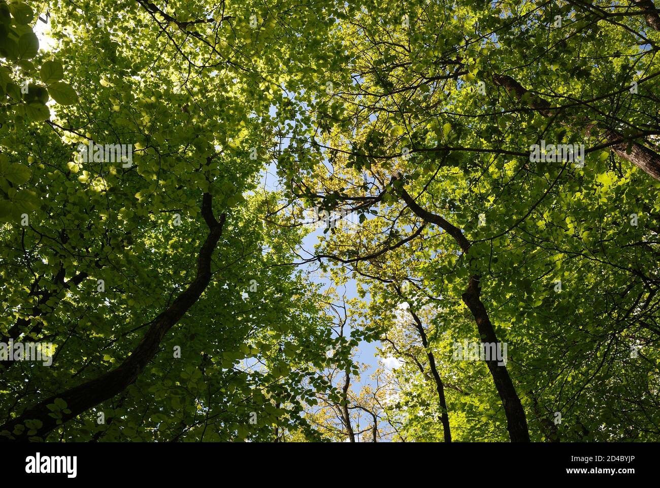 beeches in the forest in Brittany Stock Photo - Alamy