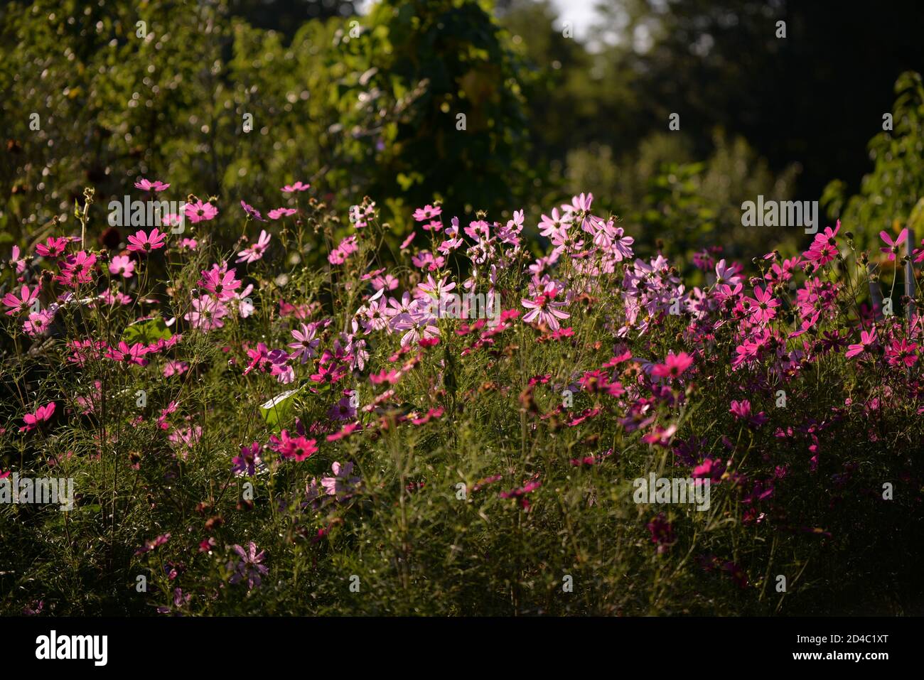 Beautifully blossomed Garden Cosmos flowers in the field Stock Photo ...