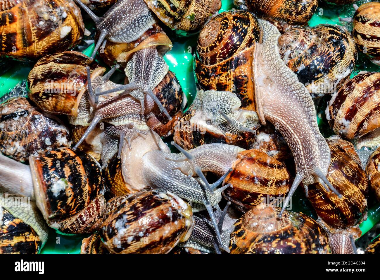 Edible snail escargot Stock Photo - Alamy