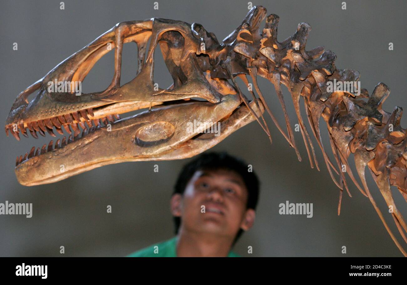 Utahraptor Fossil High Resolution Stock Photography and Images - Alamy