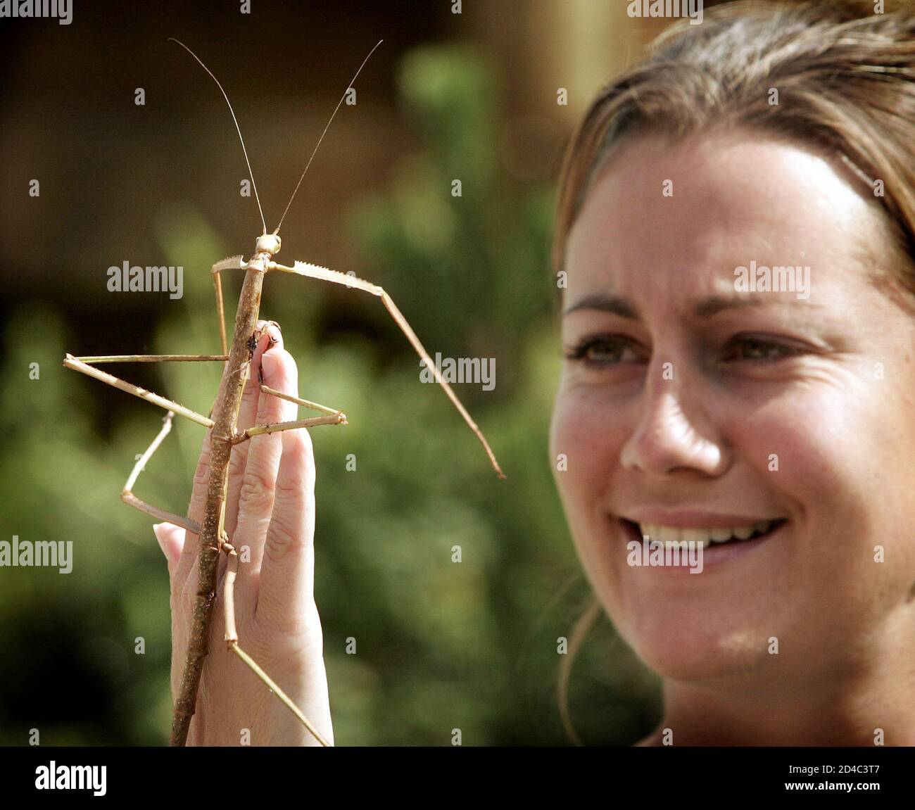 Malaysian giant stick insect hi-res stock photography and images - Alamy