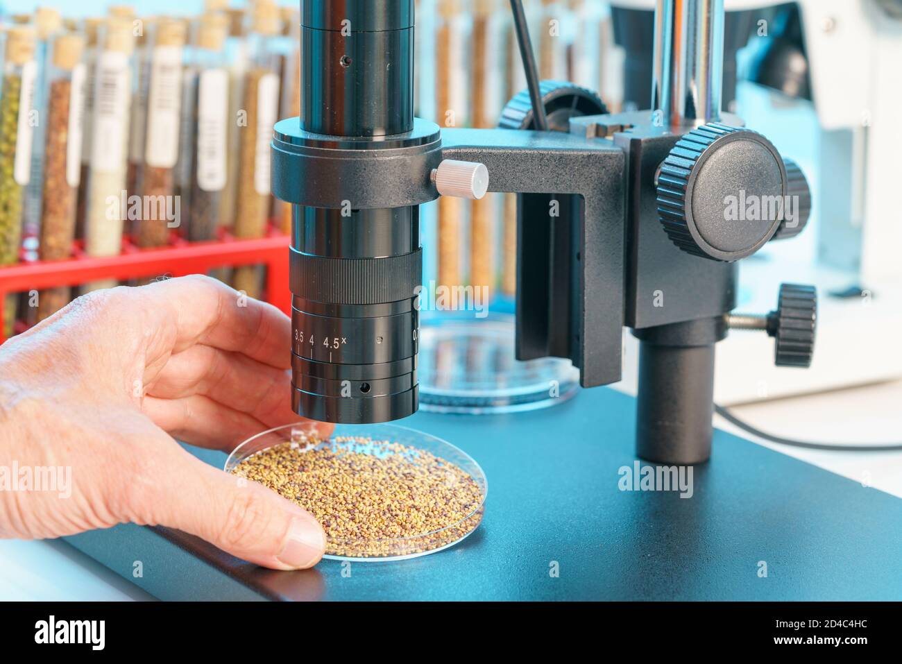 Research Analyzing Agricultural Grains And seeds In The Laboratory ...