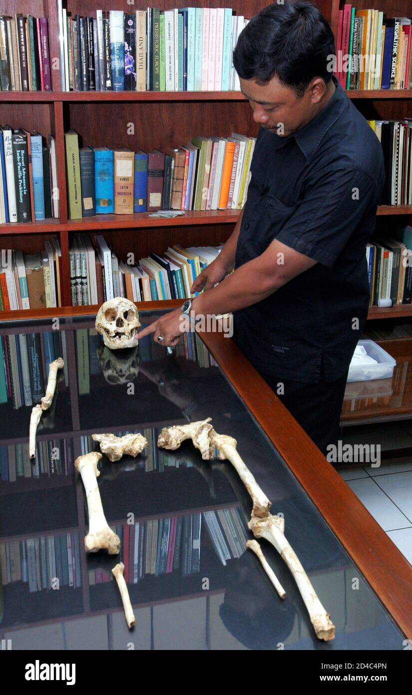 First hominids hi-res stock photography and images - Alamy