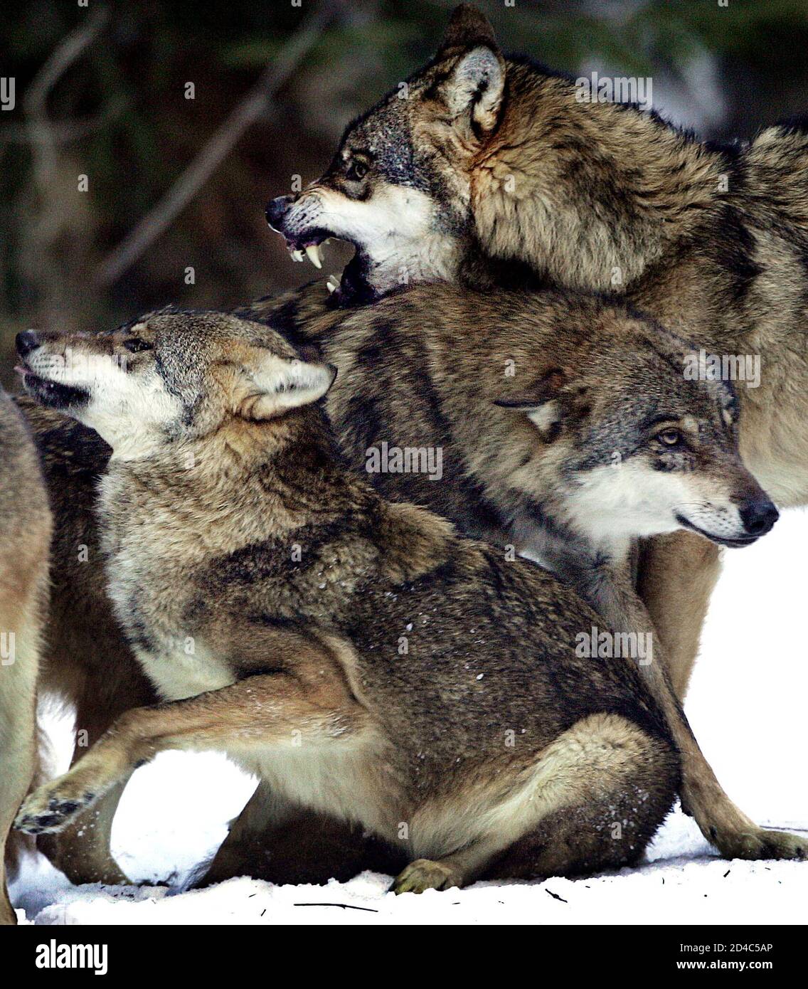 Alpha wolf france hi-res stock photography and images - Alamy