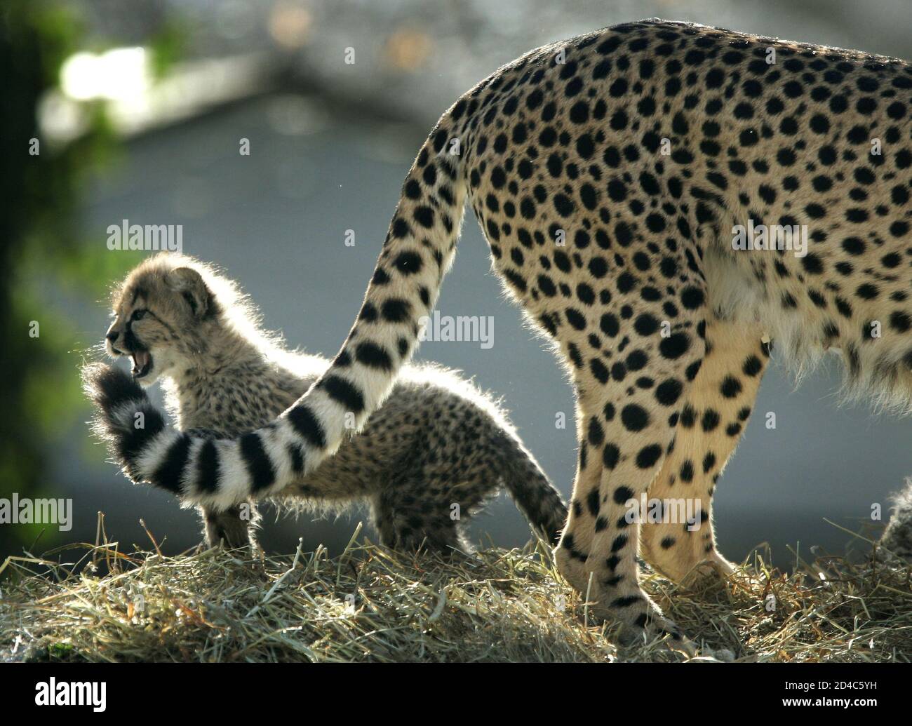 Mother Cheetah Tail High Resolution Stock Photography and Images - Alamy