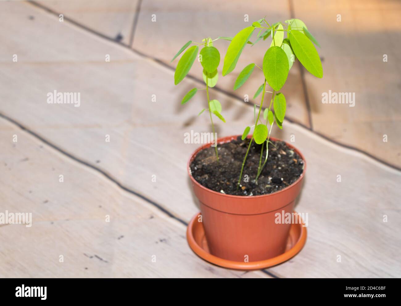 The telegraph plant or Dancing plant seedlings, fascinating plant Stock ...