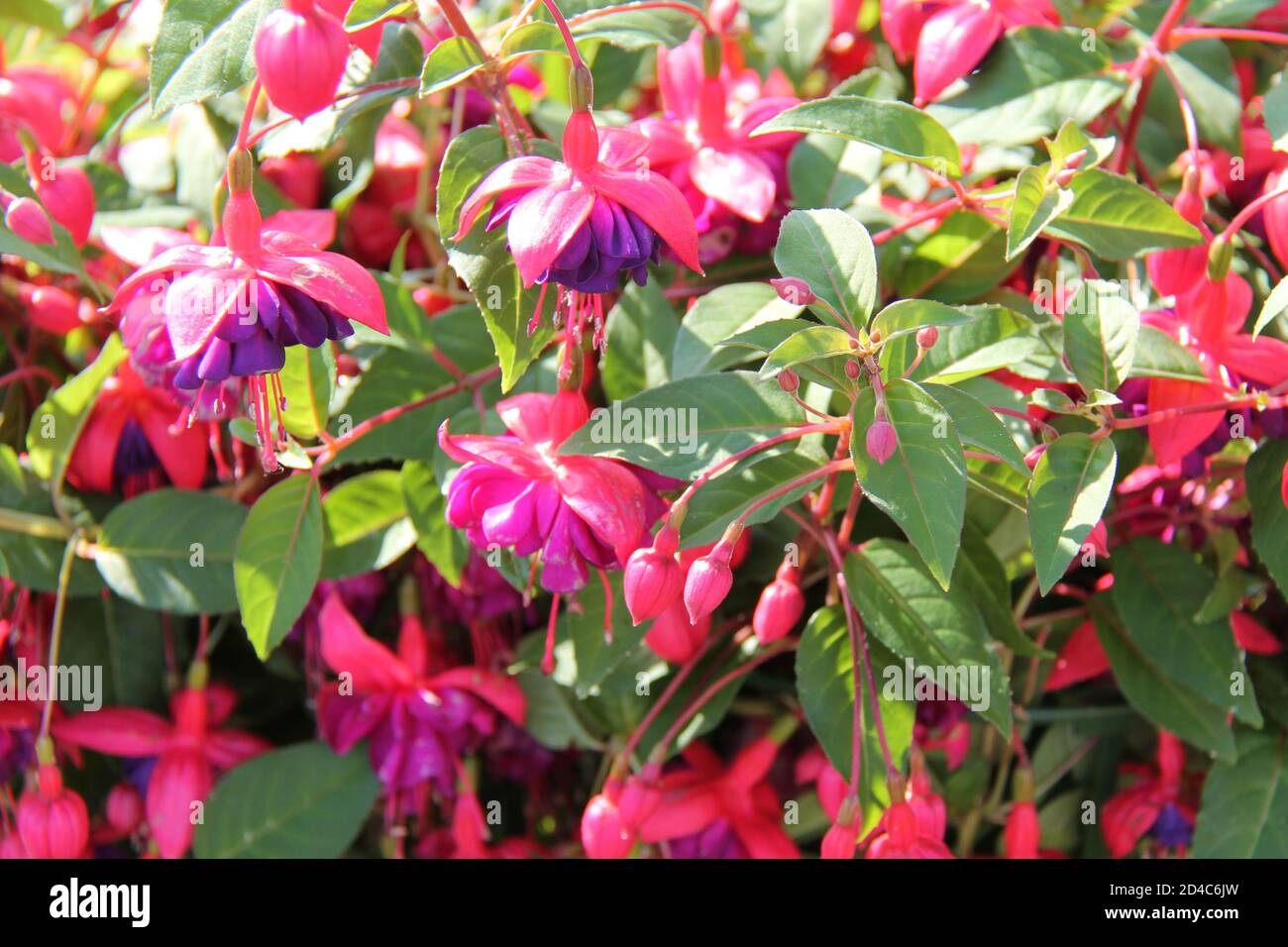 A Colourful Display of Flowering Hardy Fuchsia Plants Stock Photo - Alamy
