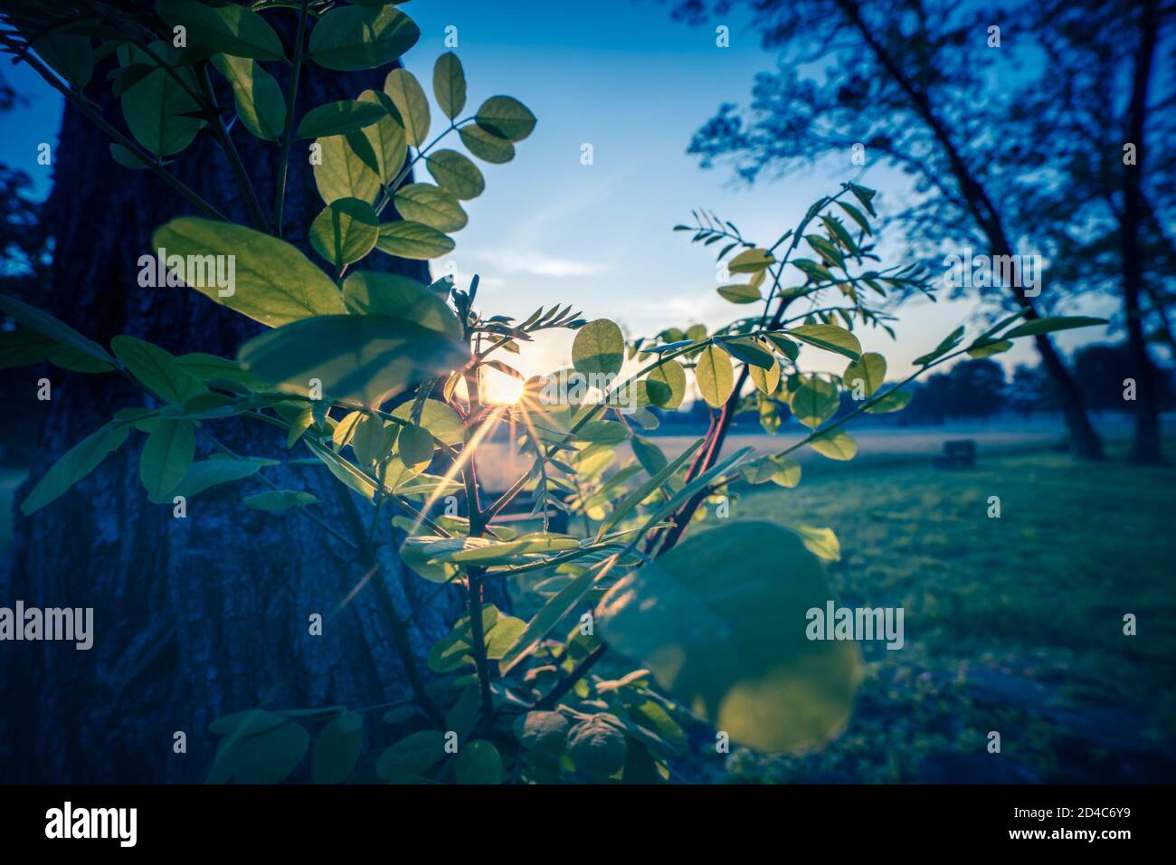 Sun light passing through leaves hi-res stock photography and images ...