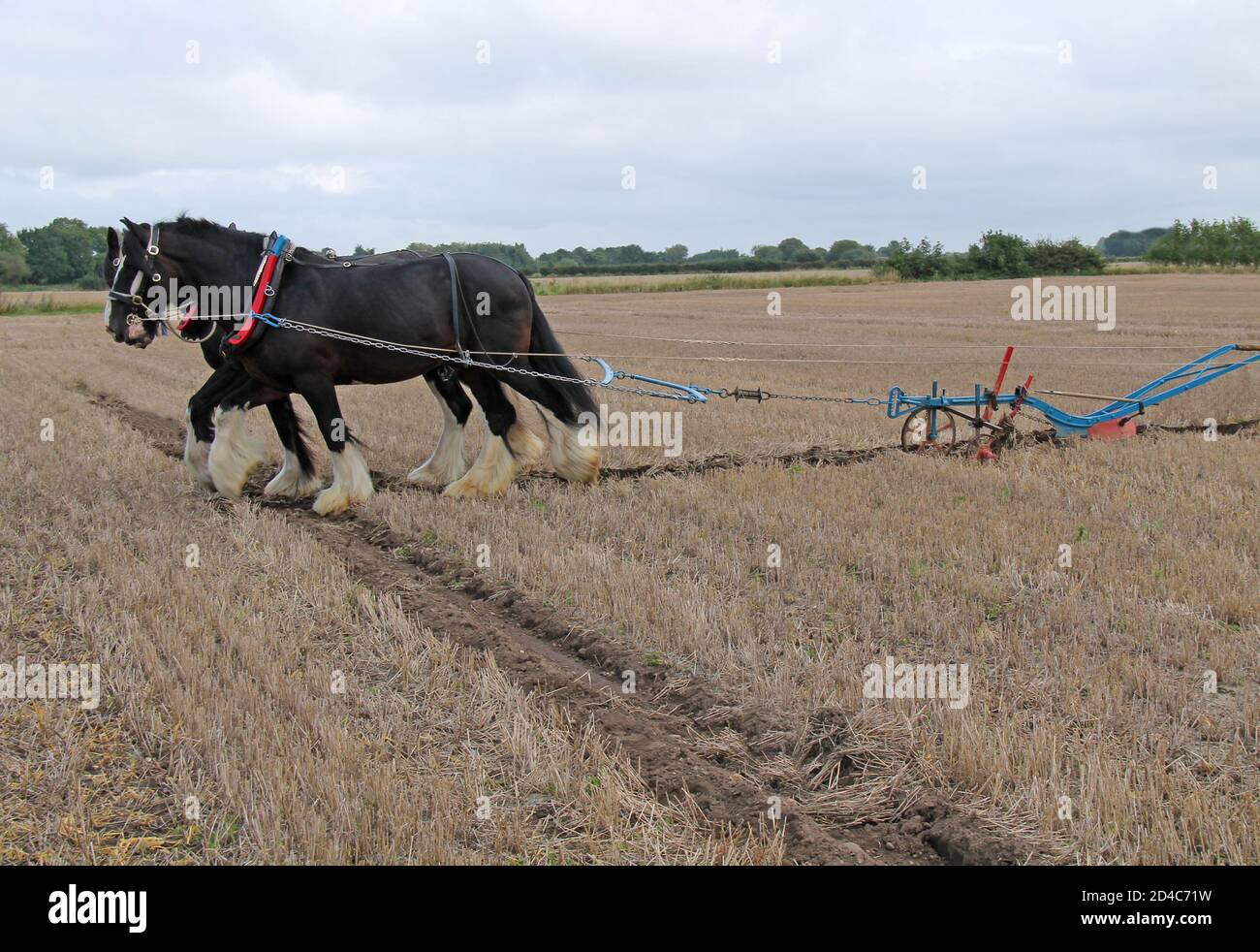 Two Heavy Shire Horses Pulling a Hand Steered Plough Stock Photo - Alamy Two Heavy Shire Horses Pulling a Hand Steered Plough Stock Photo - Alamy