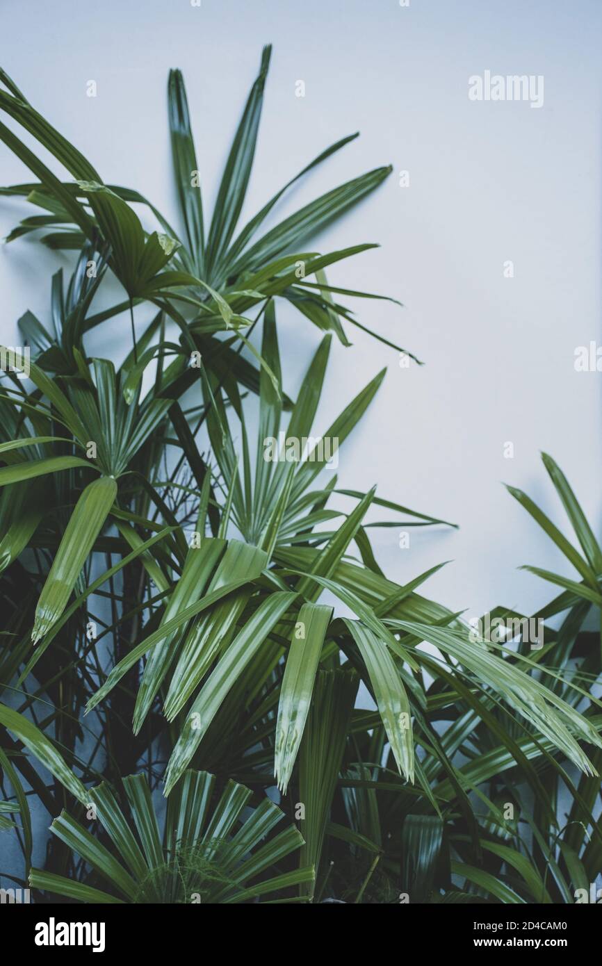 Vertical shot of green saw palmetto plant Stock Photo - Alamy