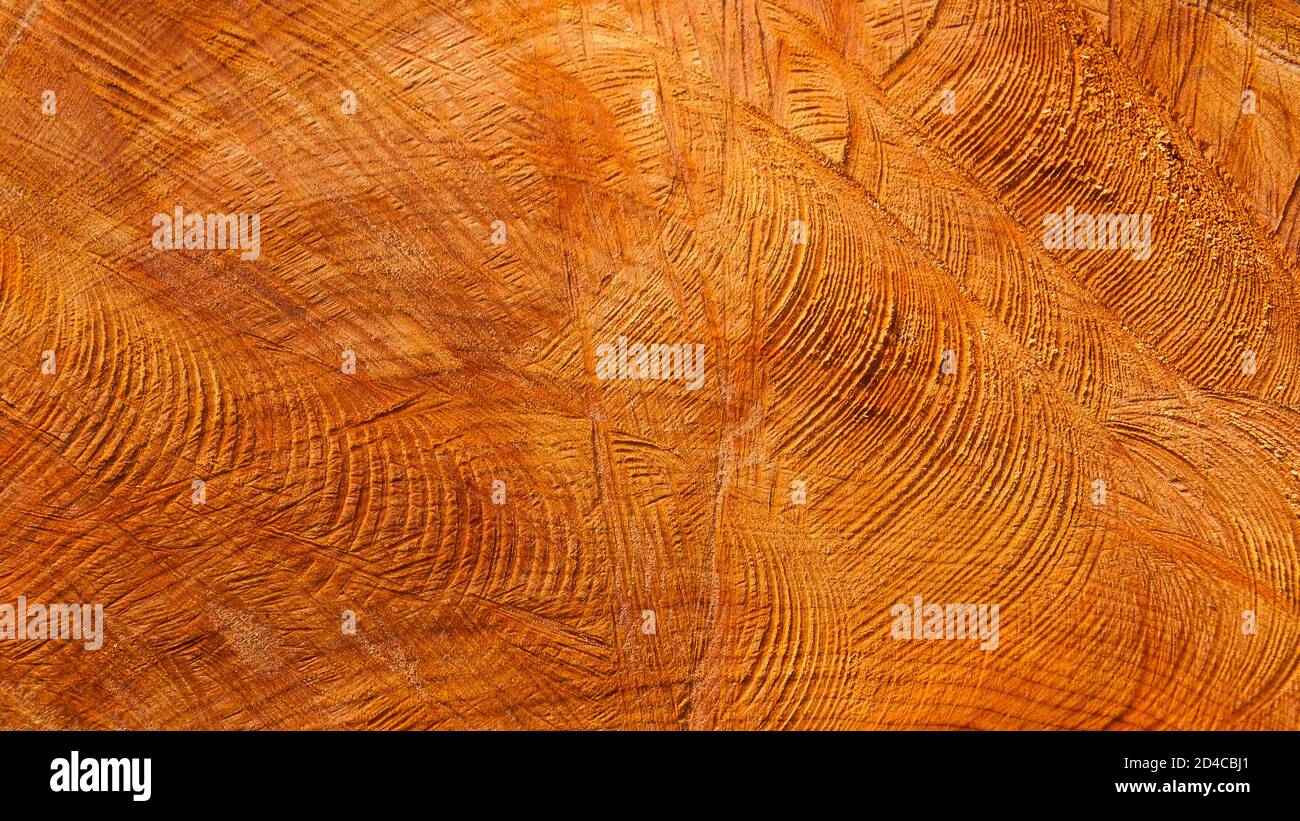 Section chopped trunk background hi-res stock photography and images ...