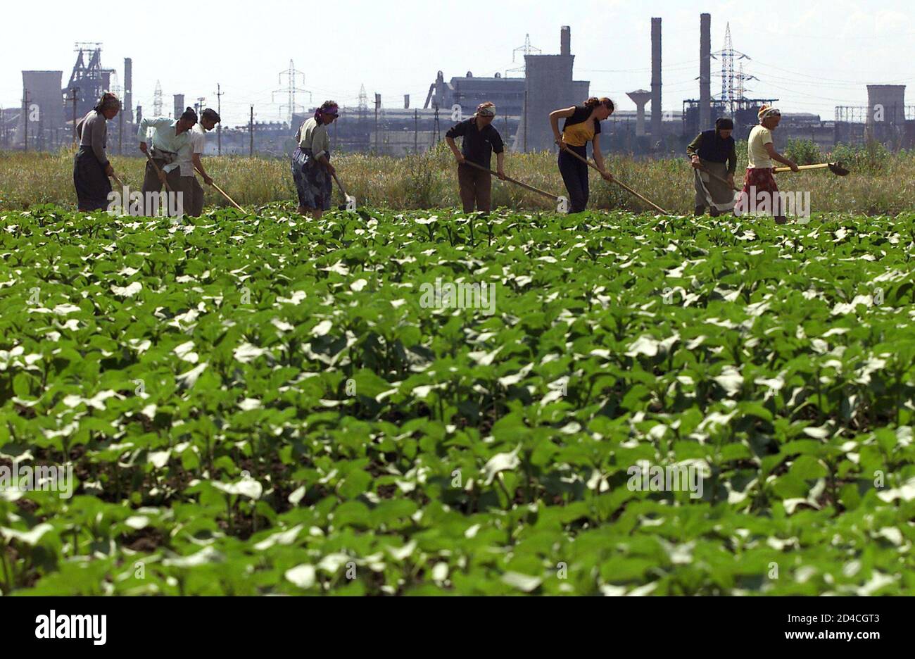 Genetically modified soybeans hi-res stock photography and images - Alamy