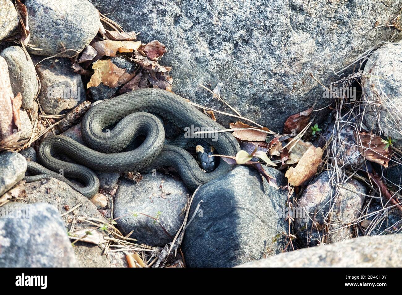 Common Grass-snake (Natrix natrix) from the East Baltic sea coast ...