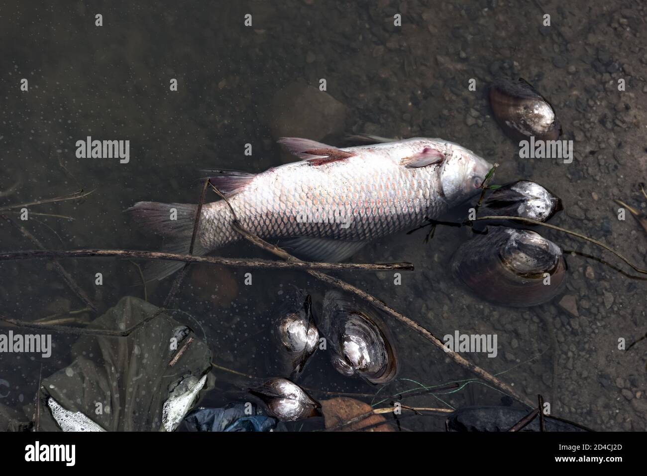 Carps and allies hi-res stock photography and images - Alamy